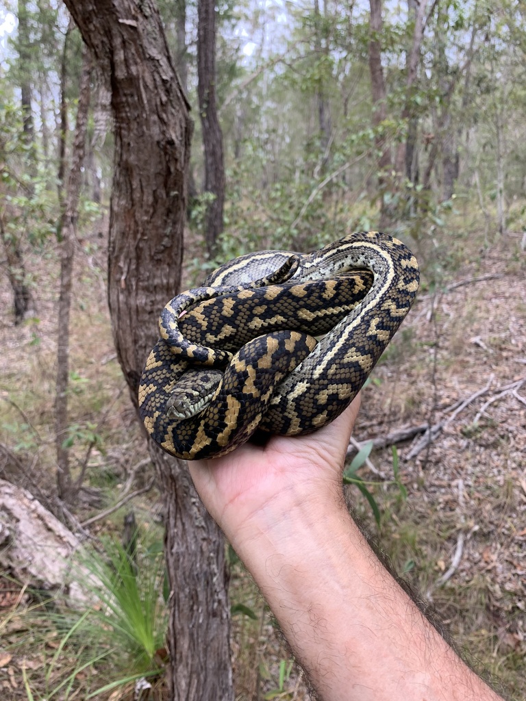 Coastal Carpet Python from Tamborine National Park, Tamborine, QLD, AU ...