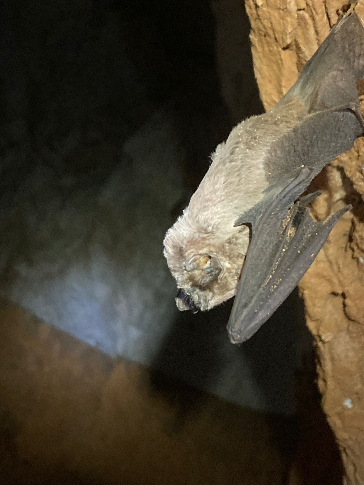 Mormoops megalophylla (Peters, 1864)