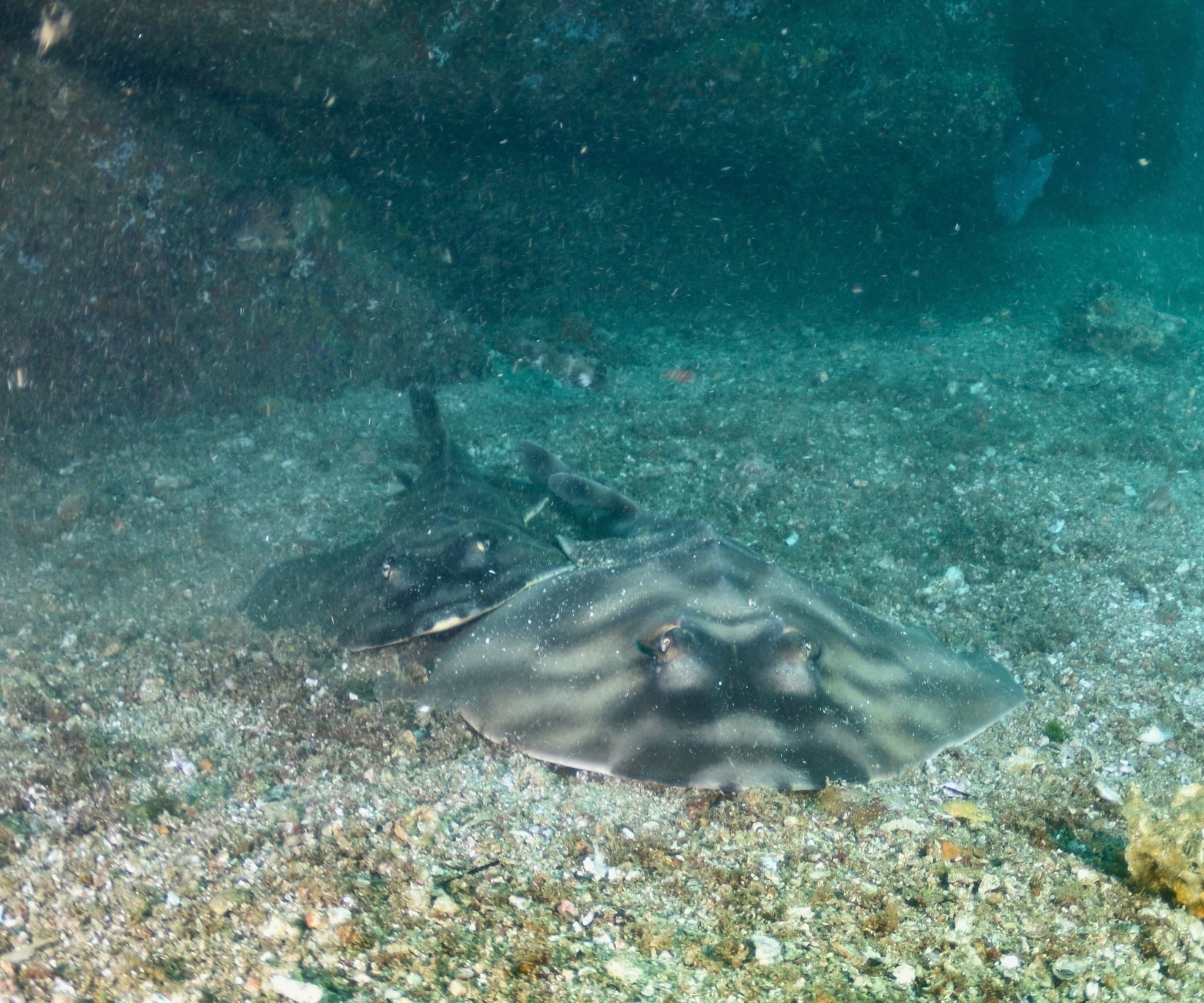 Zapteryx Jordan & Gilbert, 1880