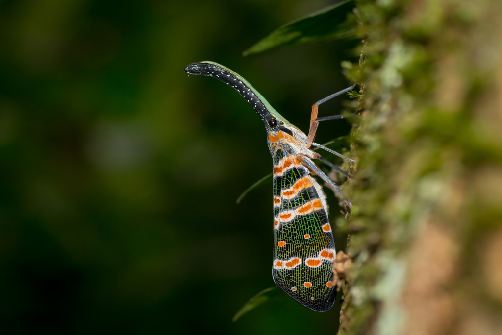 Pyrops Candelaria Life Cycle