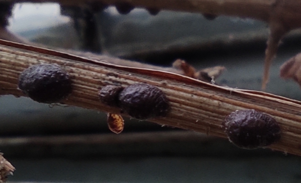 European Fruit Scale from 588 22 Luka nad Jihlavou, Česko on March 25 ...
