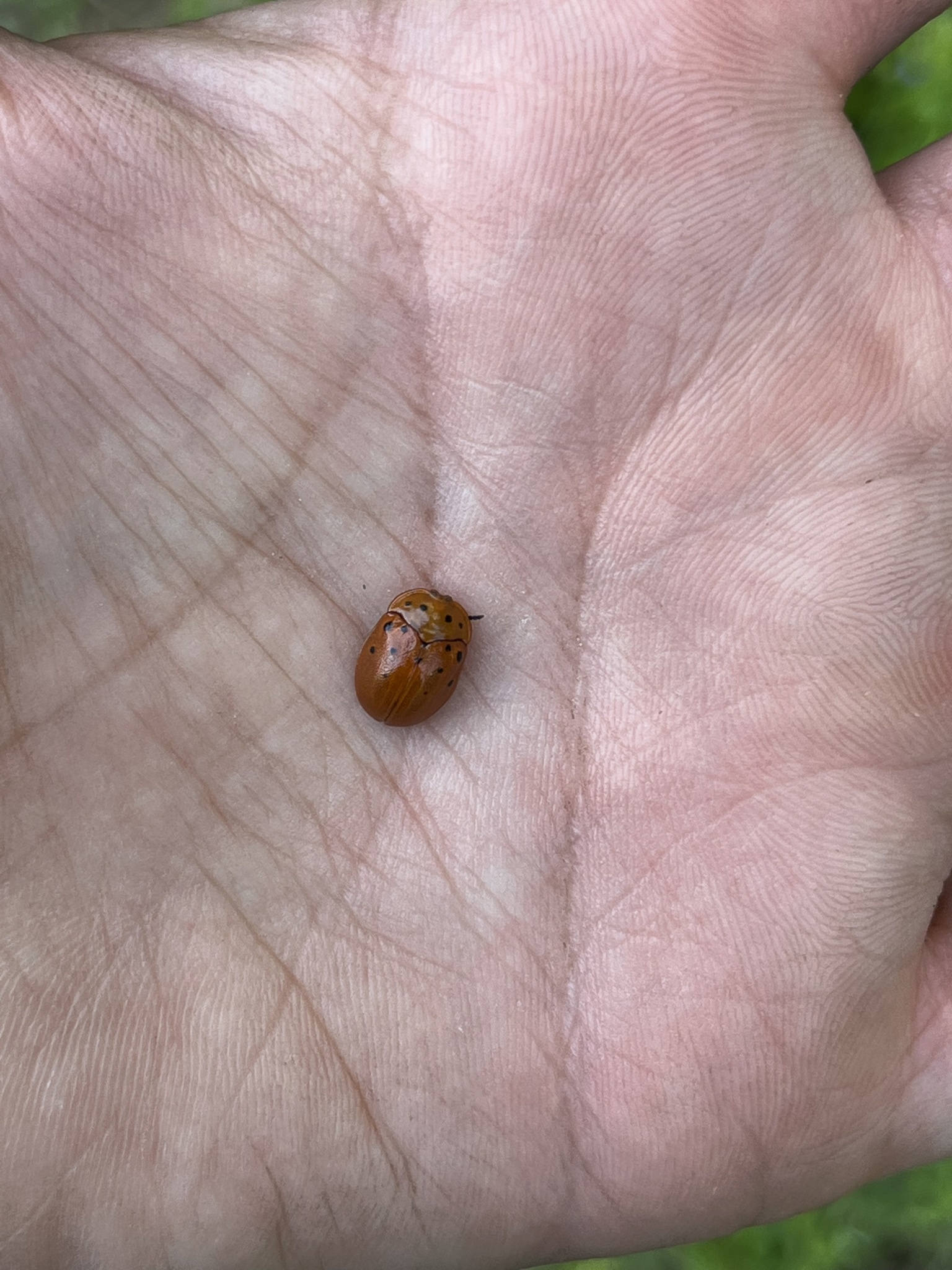 Chelymorpha cassidea (Fabricius, 1775)
