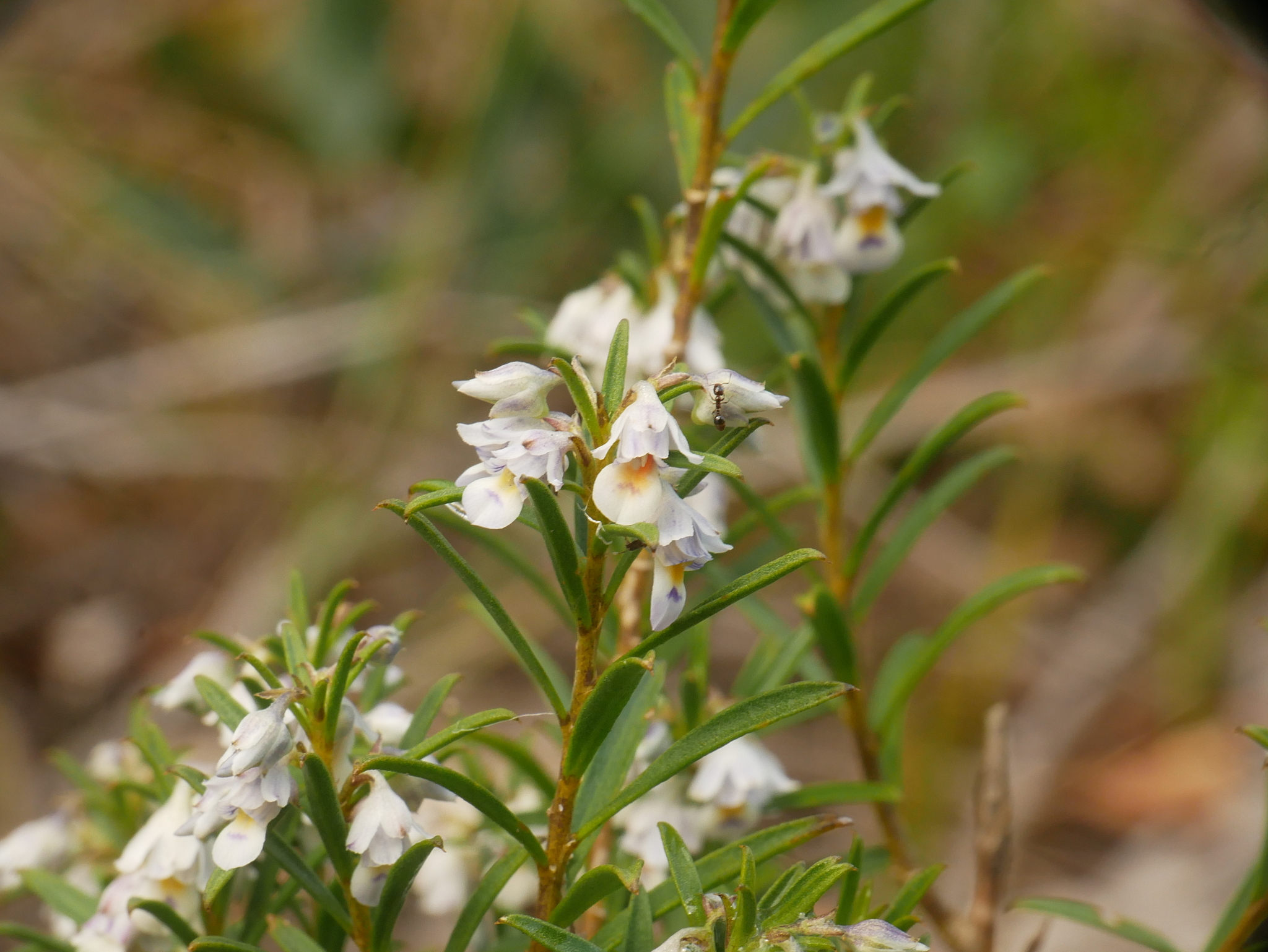 Pigea floribunda (Lindl.) Lindl.