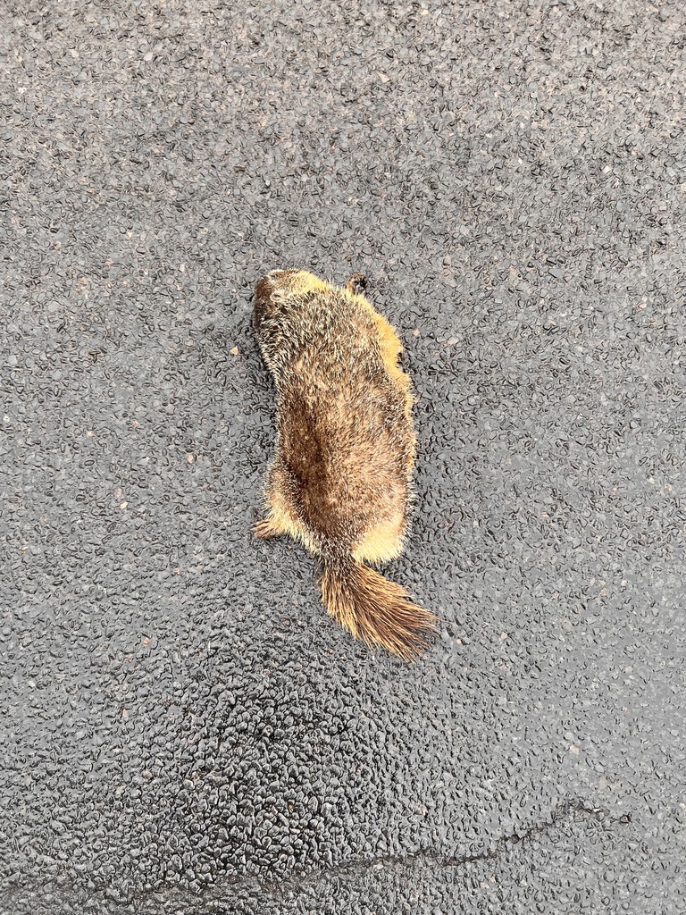 Yellow-bellied Marmot from SW Brookswood Blvd, Bend, OR, US on May 1 ...
