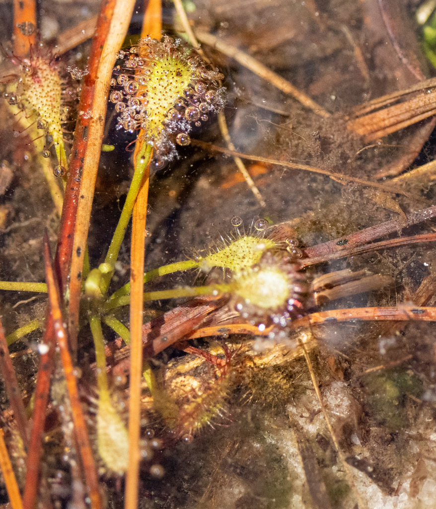 Drosera in May 2023 by Amy Padgett · iNaturalist