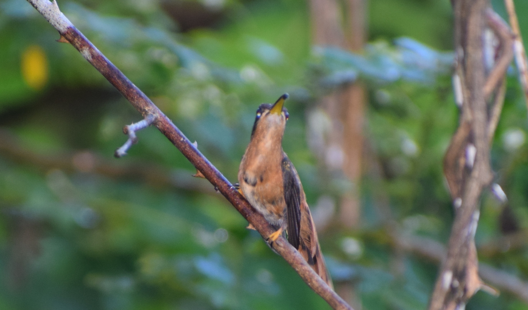 Phaethornis ruber (Linnaeus, 1758)