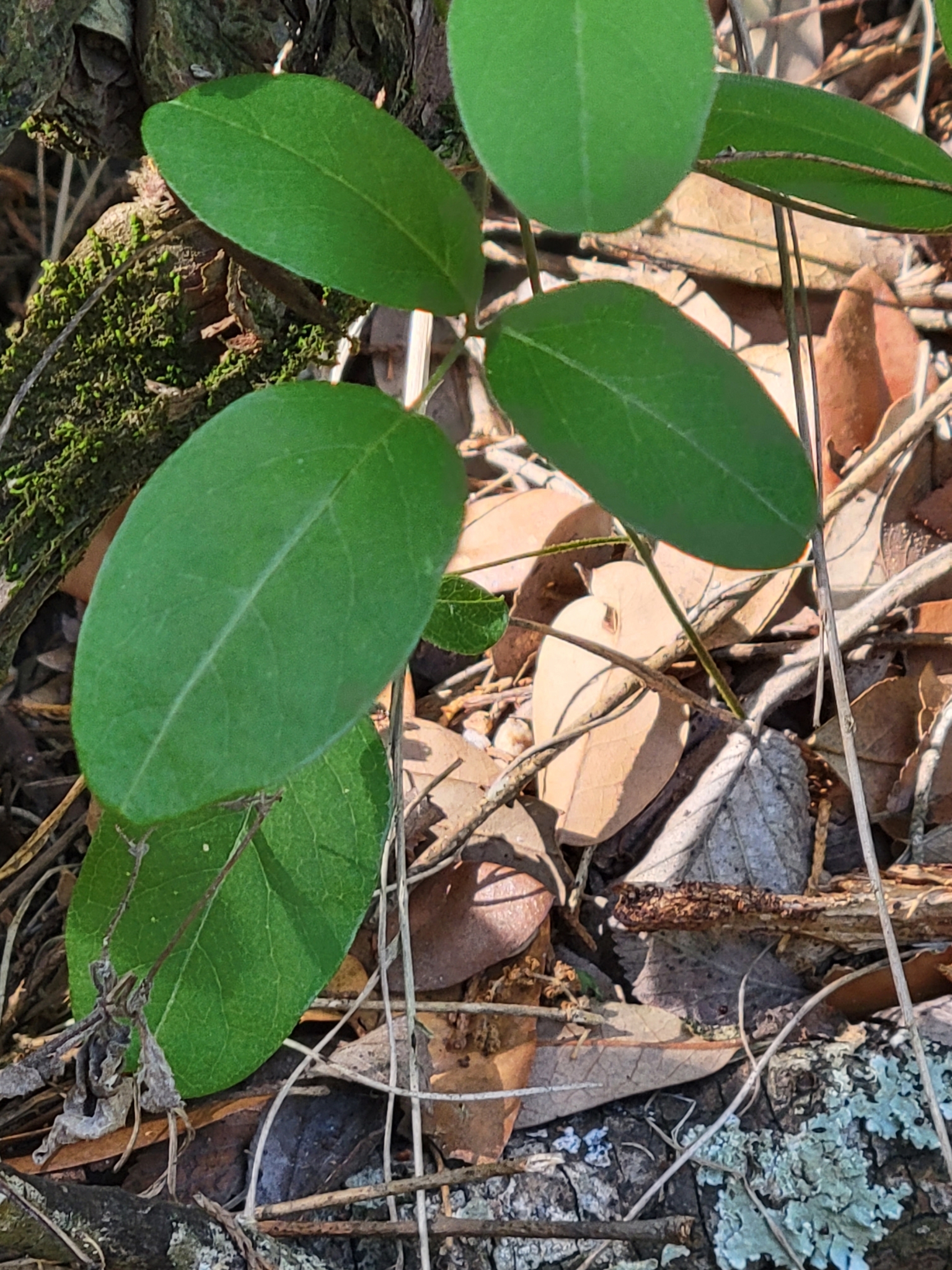Galactia regularis (L.) Britton, Sterns & Poggenb.