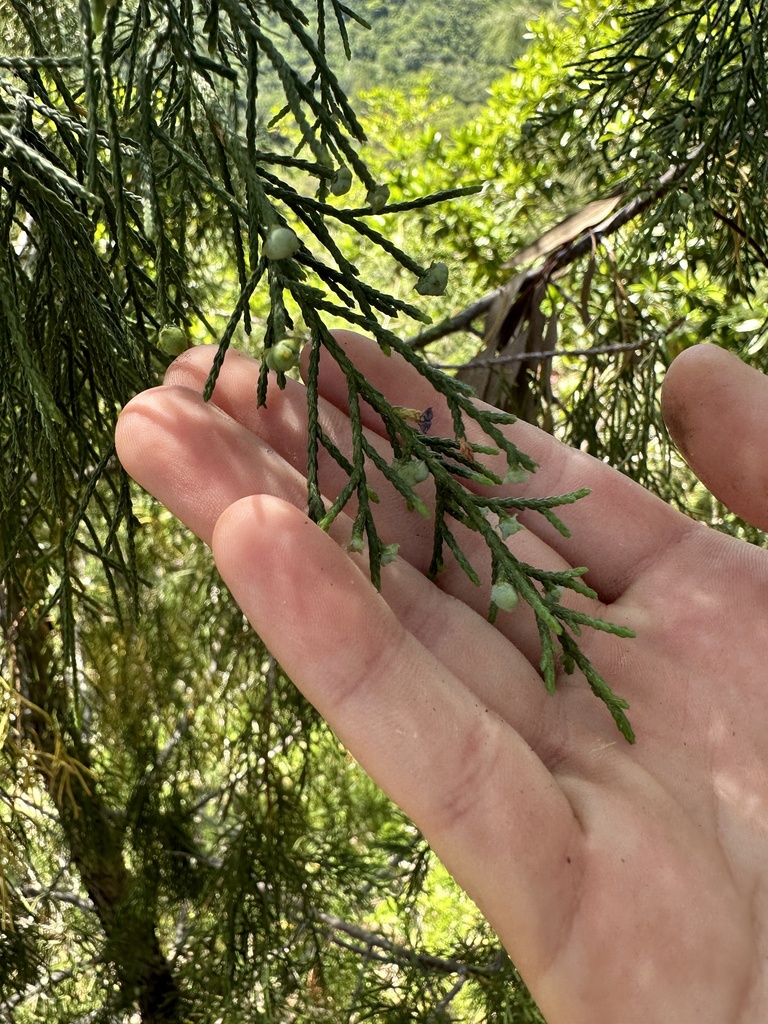 Bermuda juniper in May 2023 by marceldonut · iNaturalist