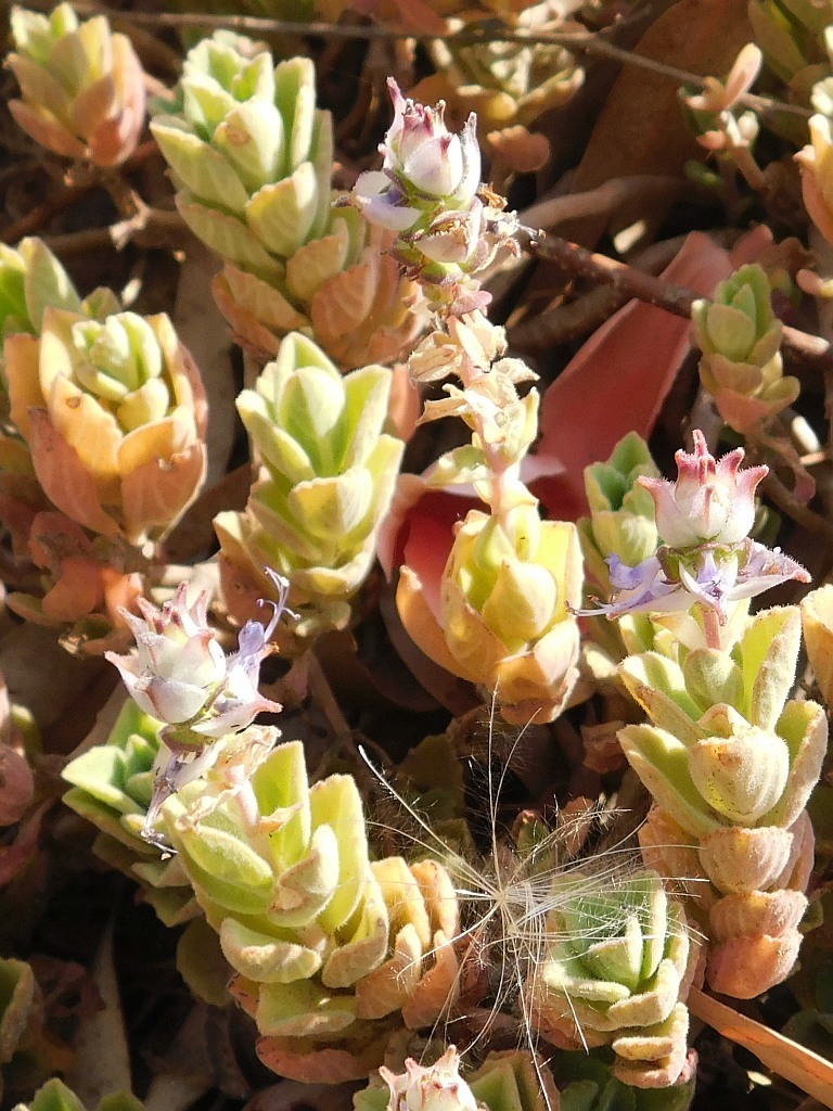 Lobster flower from Greyton, 7233, South Africa on October 29, 2018 at ...