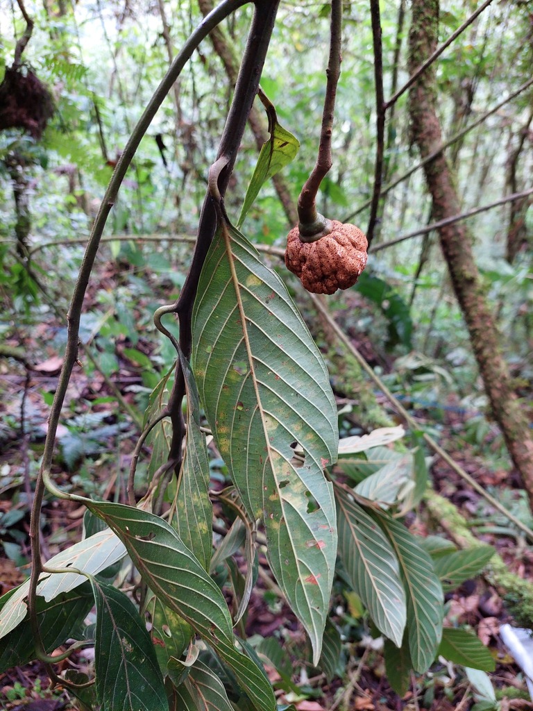 Nectandra acutifolia from Urubamba, Perú on April 28, 2023 at 11:45 AM ...