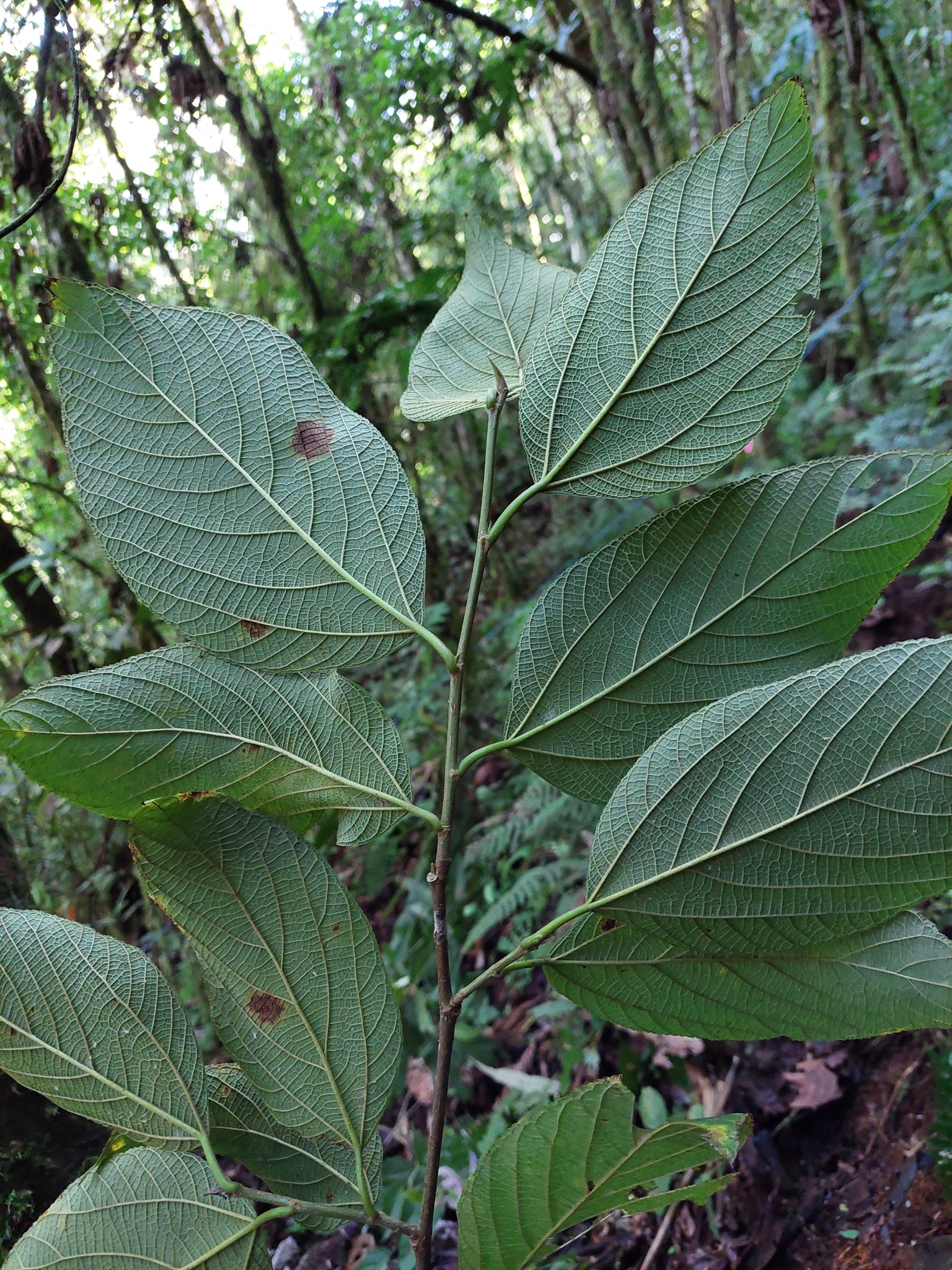Morus insignis Bureau