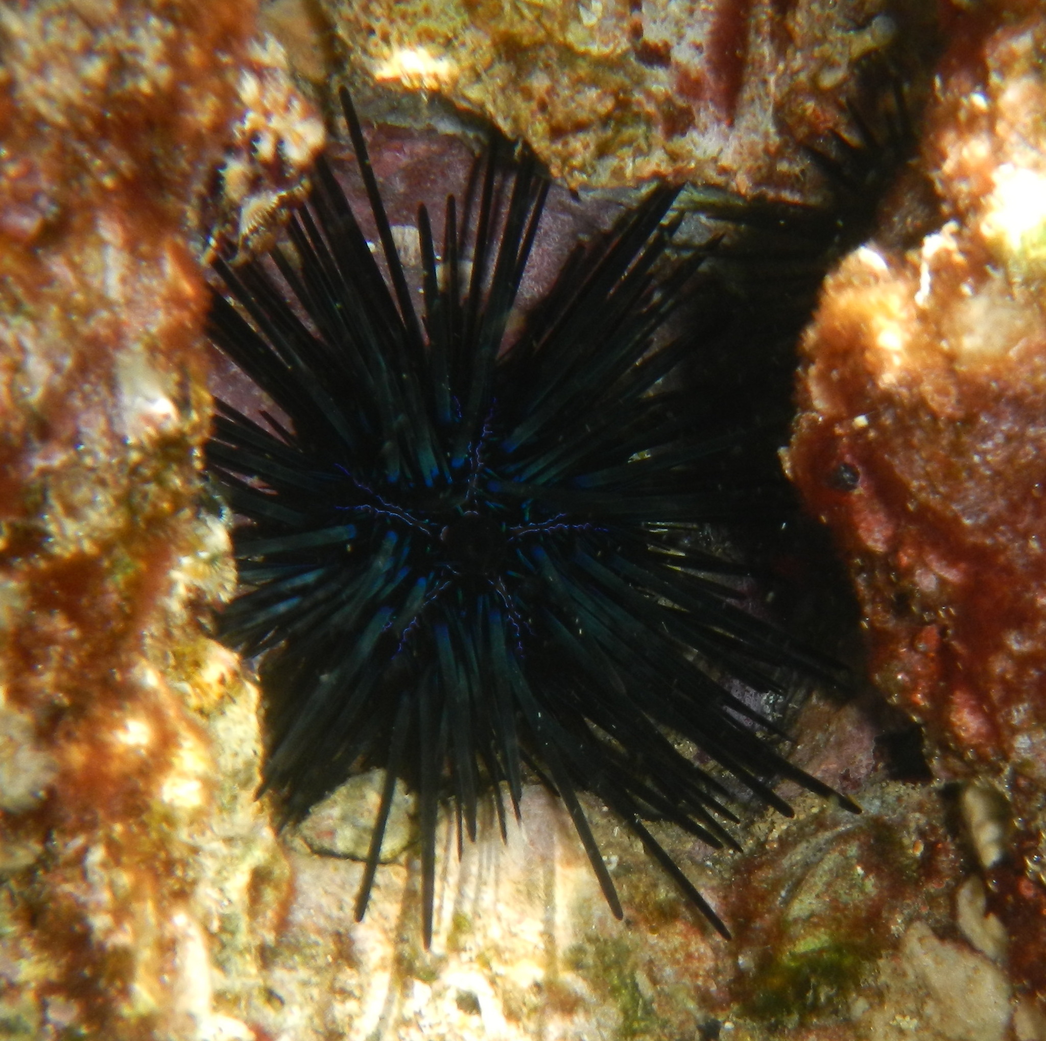 Diadema mexicanum A.Agassiz, 1863