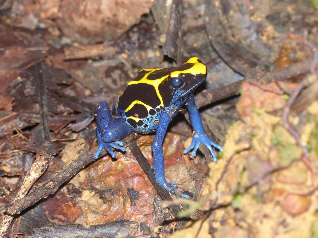 Dyeing Poison Dart Frog from Roura 97352, French Guiana on April 30 ...