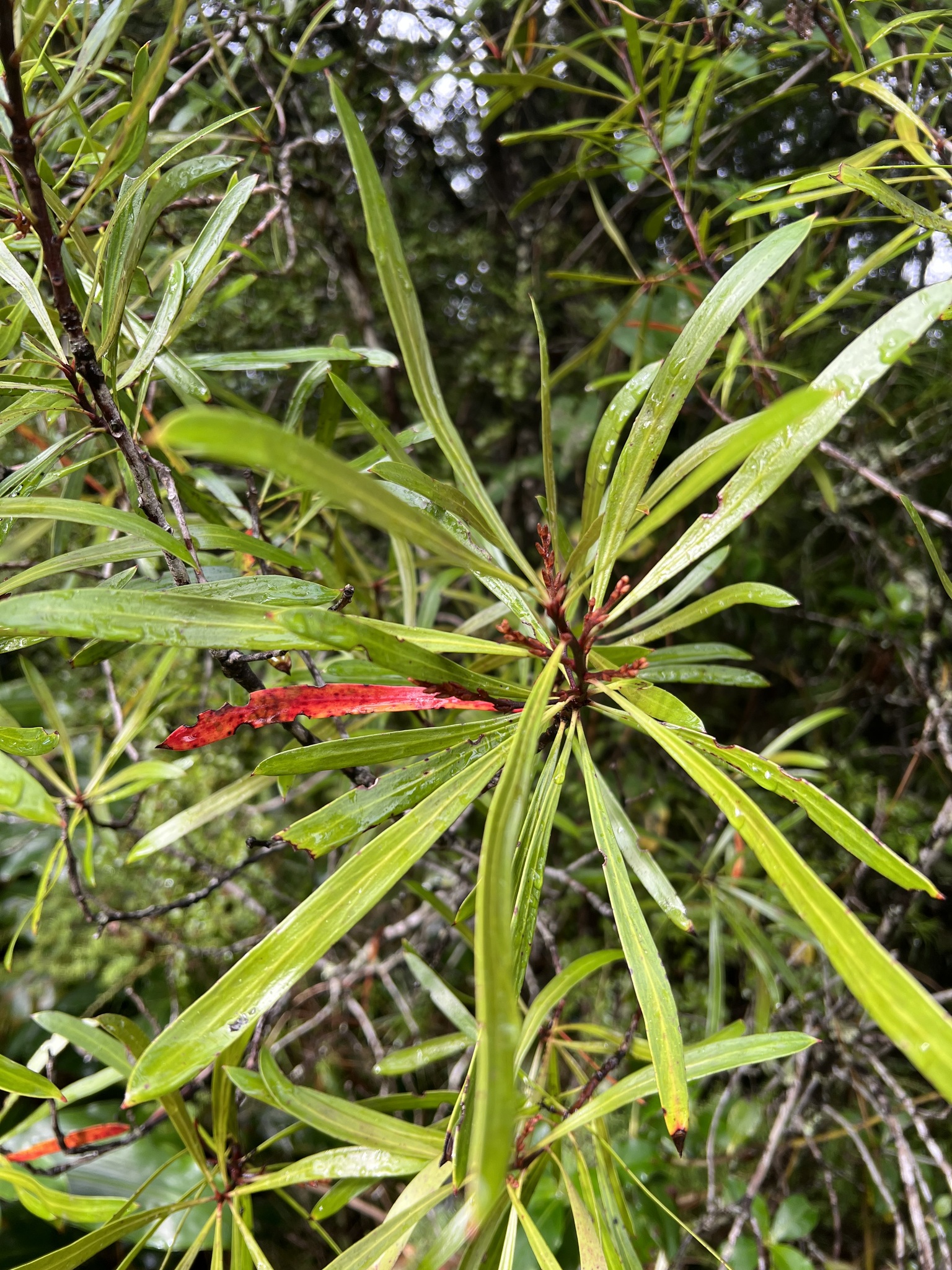 Toronia L.A.S.Johnson & B.G.Briggs