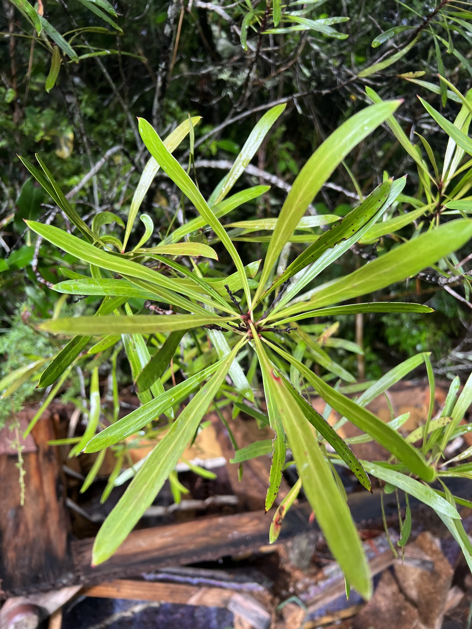 Toronia L.A.S.Johnson & B.G.Briggs