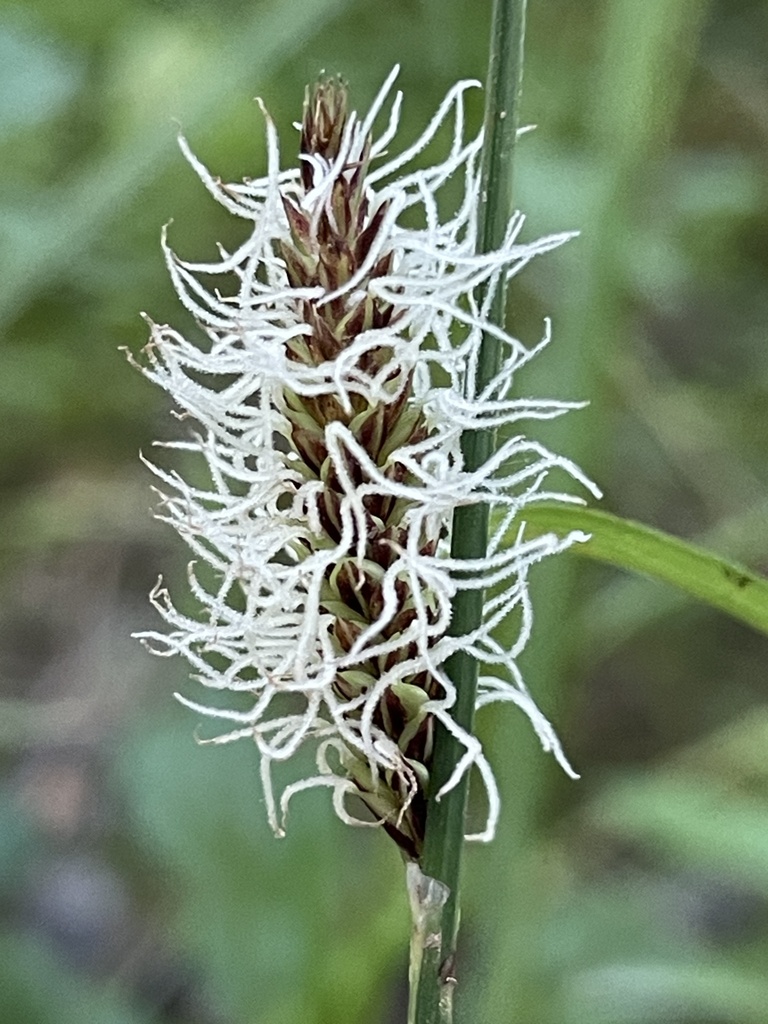 Santa Barbara sedge from Alameda County, CA, USA on April 29, 2023 at ...