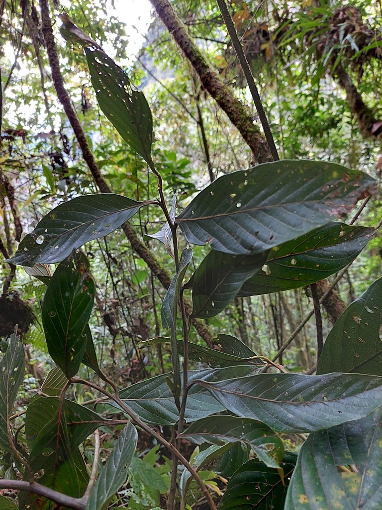 Nectandra acutifolia from Urubamba, Perú on April 28, 2023 at 11:44 AM ...