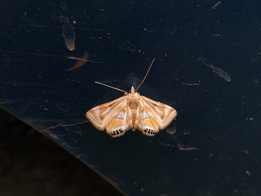 China-mark Moths from 790103 on May 2, 2023 at 06:47 AM by Subhasish ...