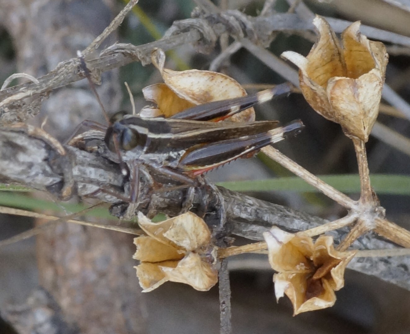 Macrotona australis (Walker, 1870)