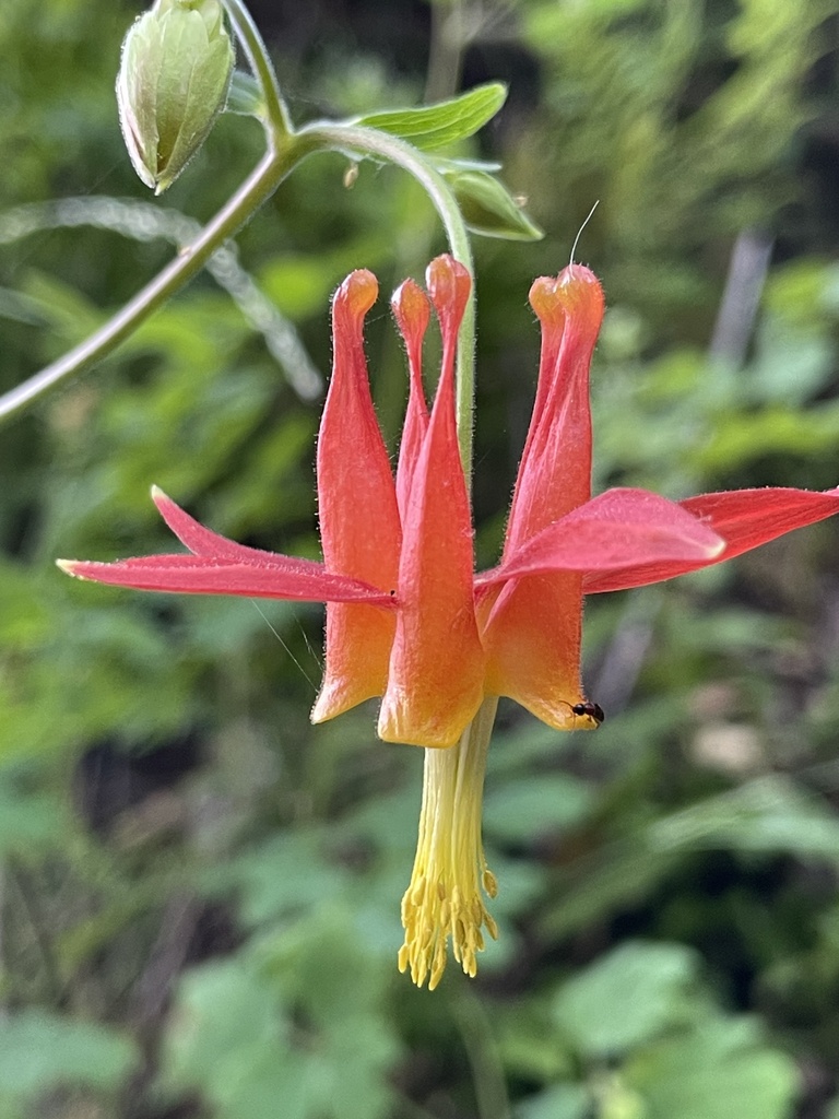 western columbine from Alameda County, CA, USA on April 29, 2023 at 05: ...