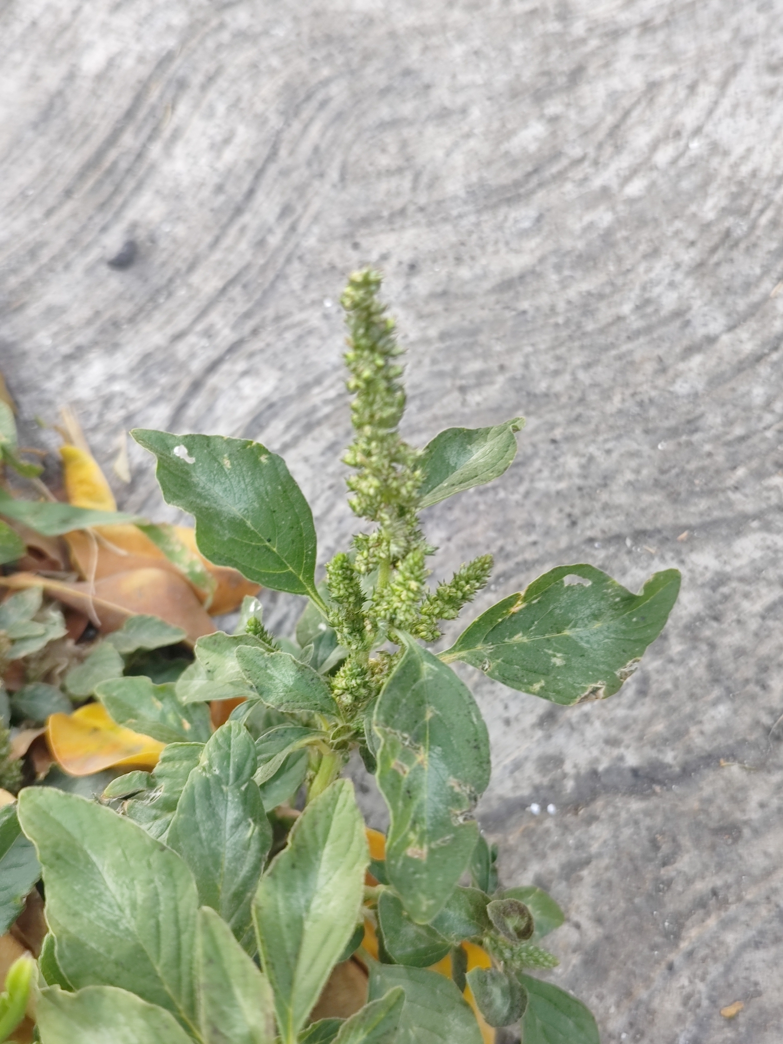 Amaranthus hybridus L.