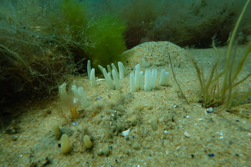 Ciocalypta massalis · iNaturalist