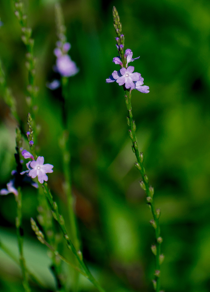 Texas vervain from Cameron Parish, LA, USA on April 22, 2023 at 09:37 ...