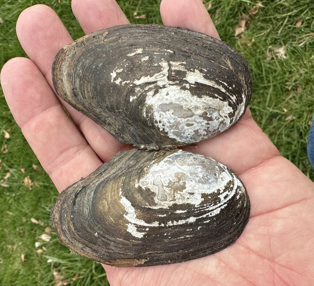 Oregon Floater from Columbia River, Celilo Park, Wasco County, OR, USA ...