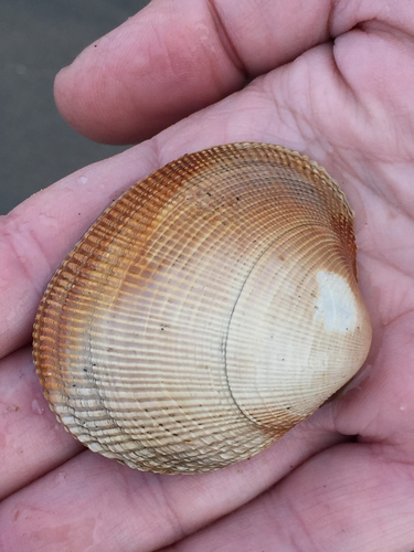Pacific Littleneck Clam (Northern California Rocky Intertidal Species ...
