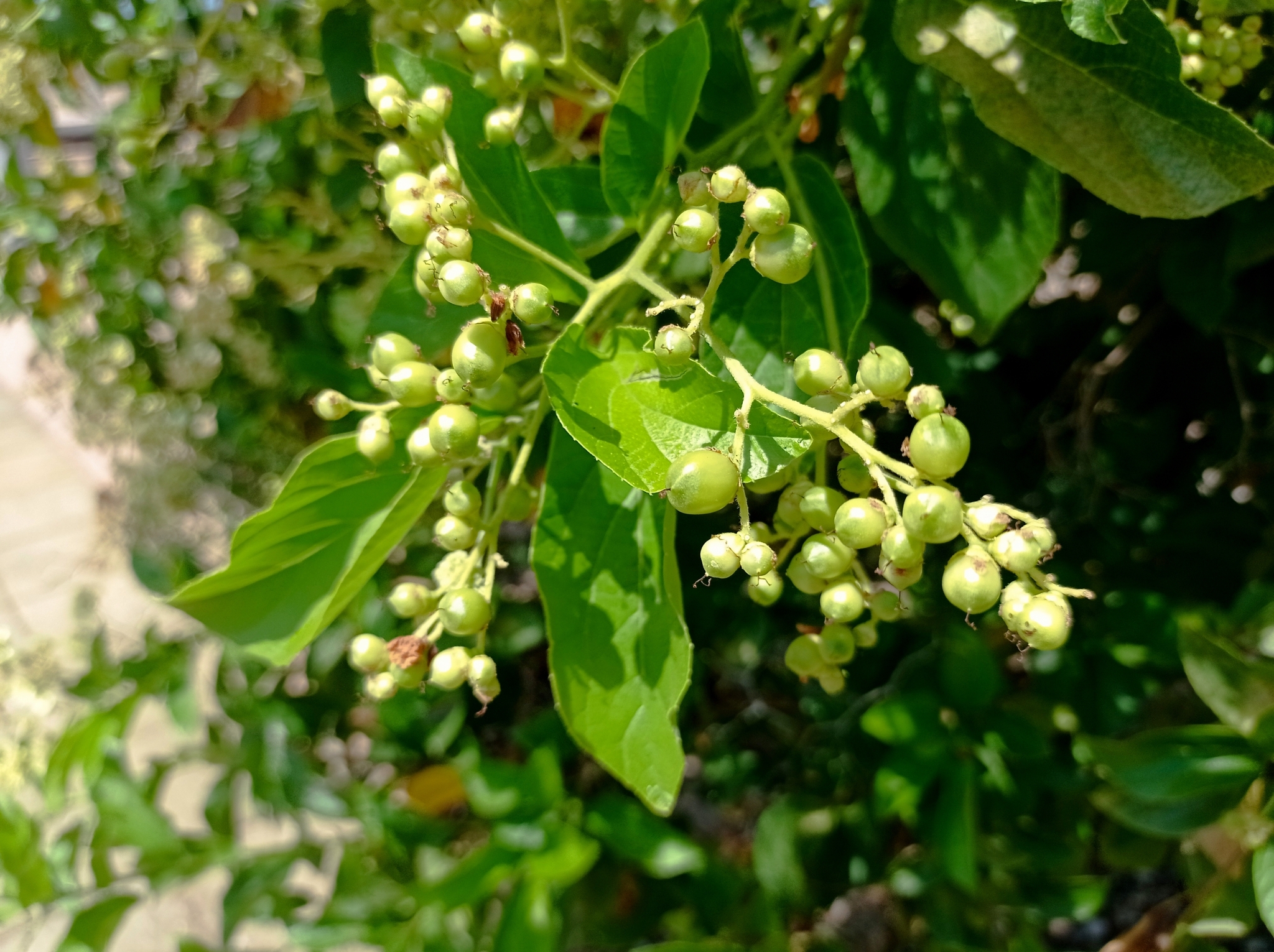 Cordia dentata Poir.