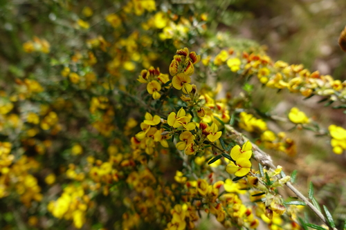 Golden Bush-Pea (Subspecies Pultenaea gunnii gunnii) · iNaturalist ...