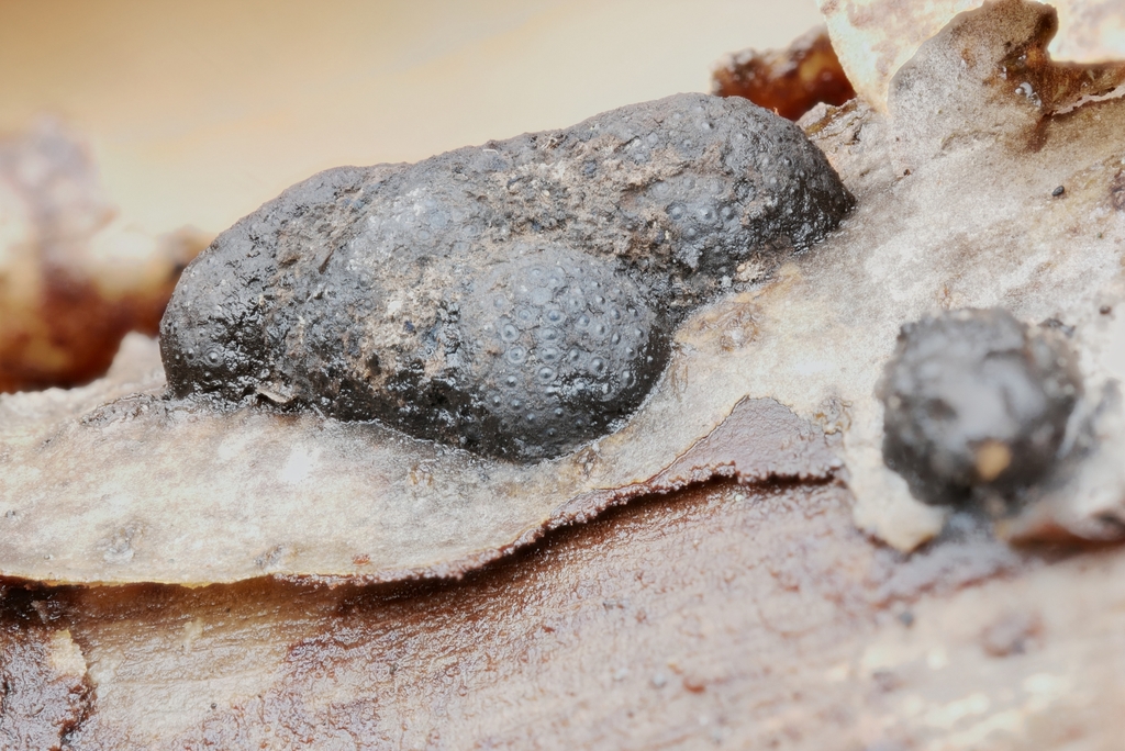 Annulohypoxylon annulatum from Cattaraugus County, NY, USA on April 18 ...