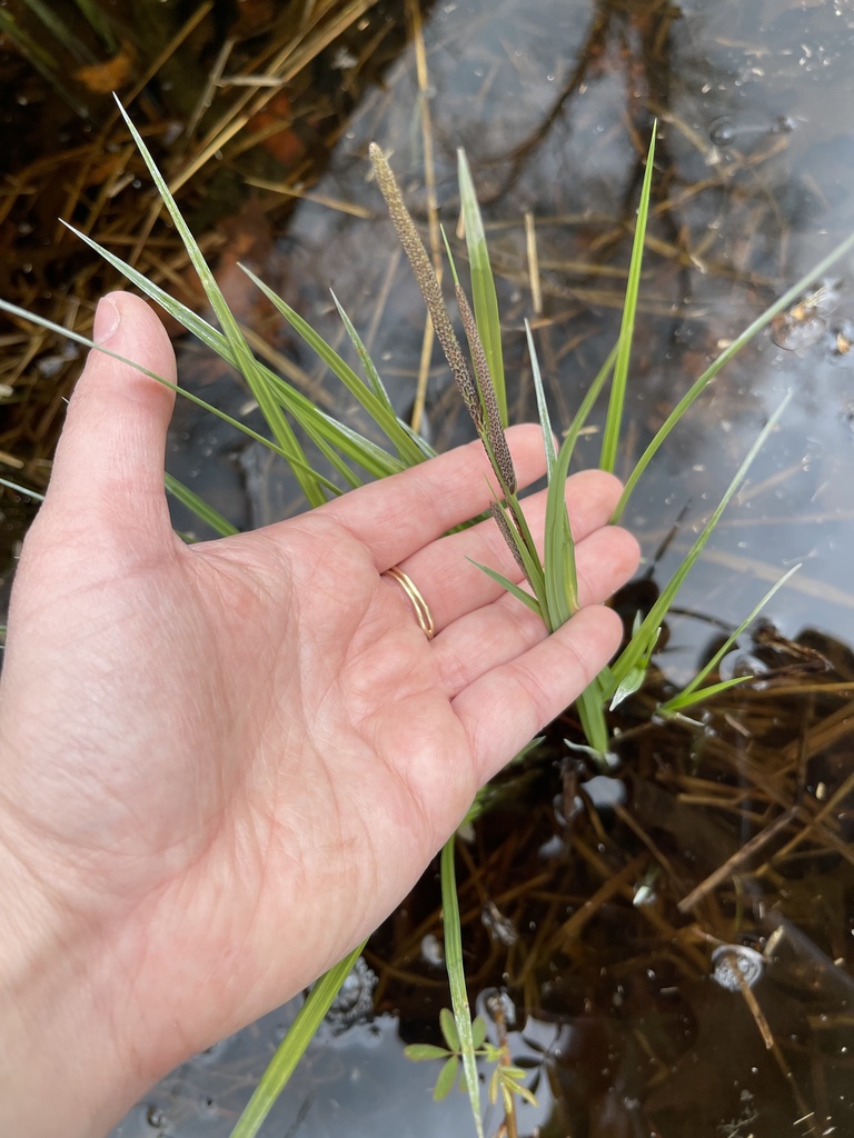 tussock sedge from Ojibway Prairie Provincial Park, Windsor, ON, CA on ...