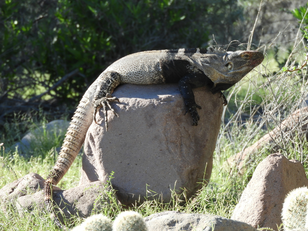 iguana de la isla de San Esteban (Amphibians & Reptiles of Bahia de ...