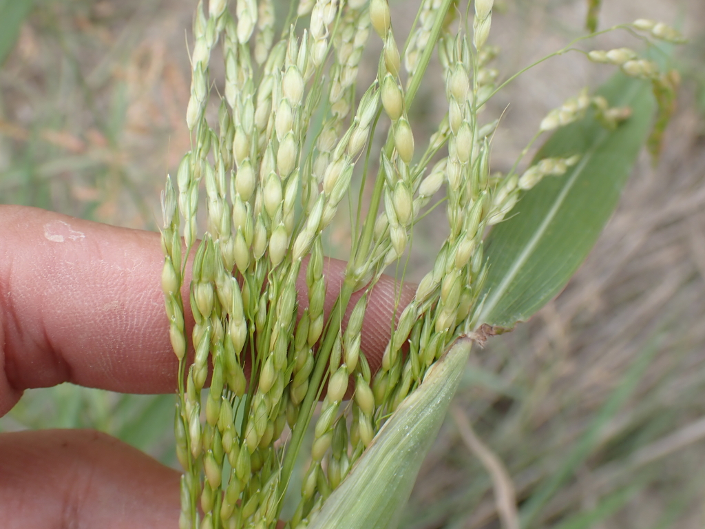 Wild Sorghum from 台灣嘉義縣 on May 1, 2023 at 02:13 PM by Kuan-Chieh (Chuck ...