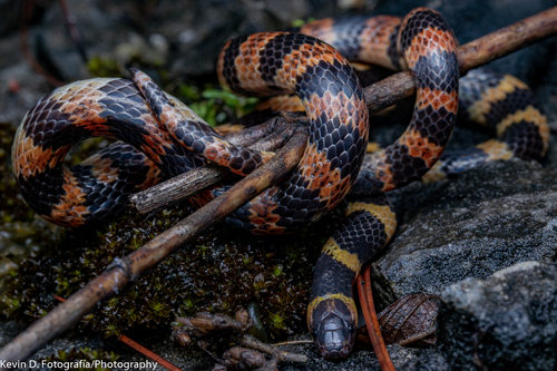 Potosí Earth Snake (Geophis latifrontalis) - Snakes and Lizards
