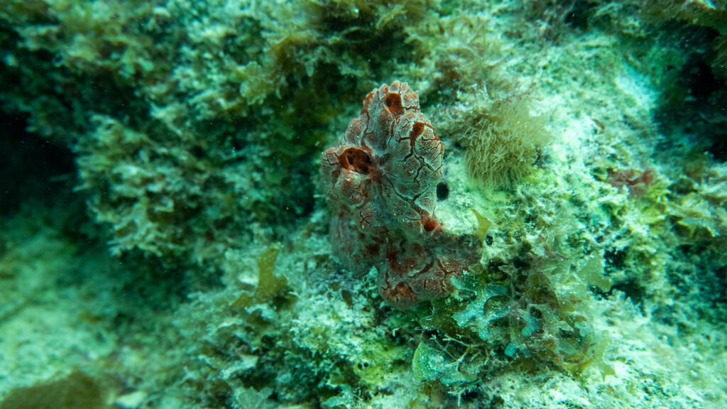 Monanchora arbuscula from Arrecife Alacranes, Progreso, MX-YU, MX on ...