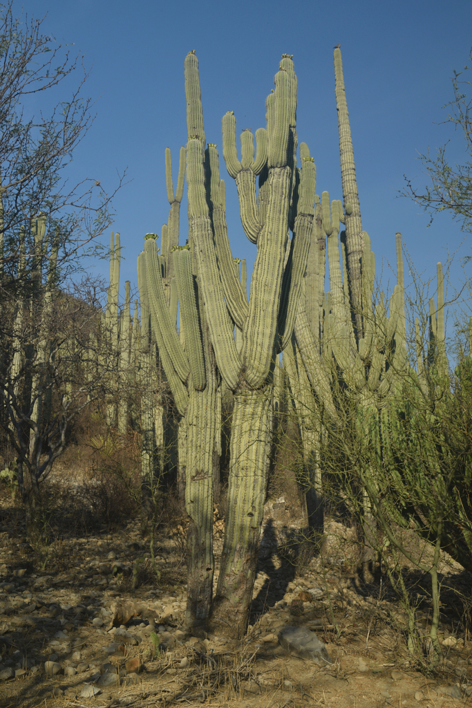 Cephalocereus tetetzo from Zapotitlán, Pue., Mexico on April 29, 2023 ...