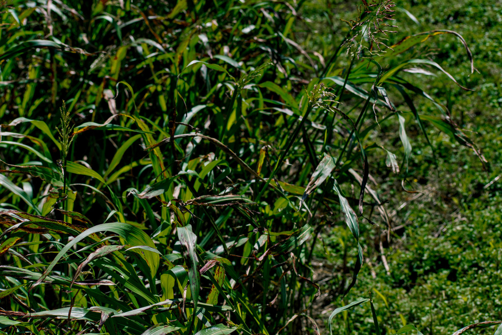 swamp dock from Cameron Parish, LA, USA on April 22, 2023 at 10:27 AM ...
