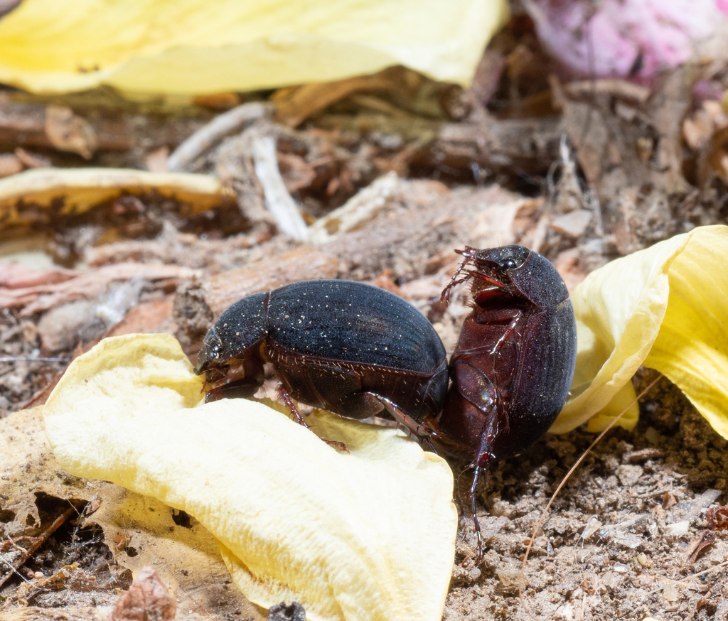 Maladera orientalis from 中国北京市朝阳区 on April 30, 2023 at 08:34 PM by ...