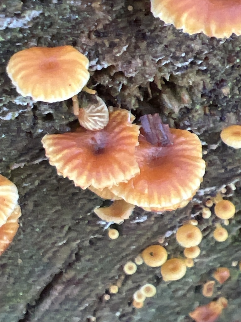 Pinewood Gingertail from Susquehanna County, US-PA, US on May 1, 2023 ...