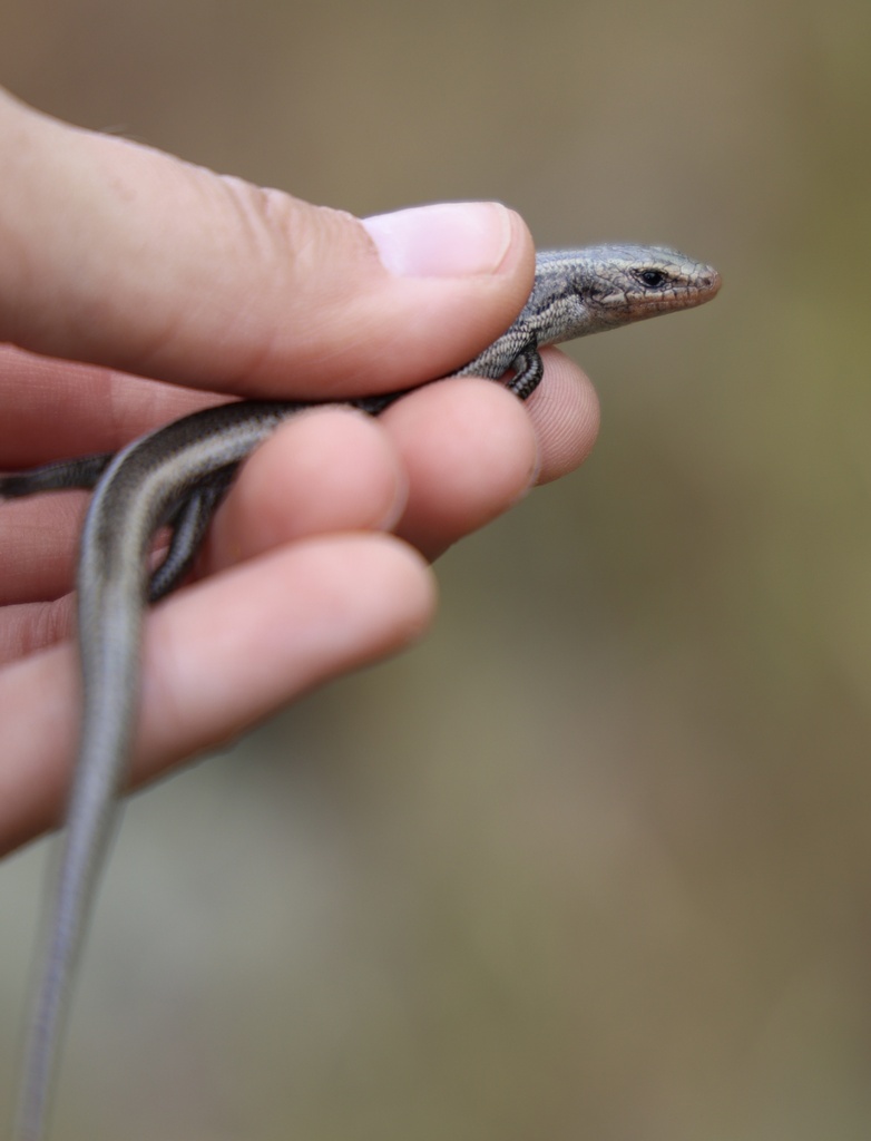 Western Skink from Mission Trails Regional Park, San Diego, CA, US on ...