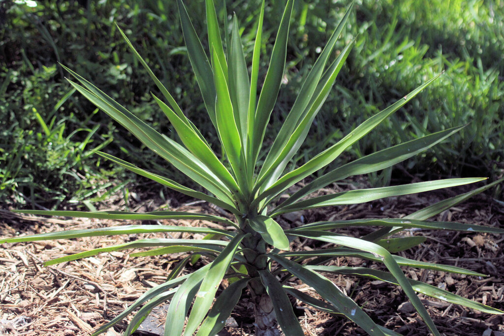 Century plant subfamily from 20128 N Sam Houston Blvd, Rio Hondo, TX ...