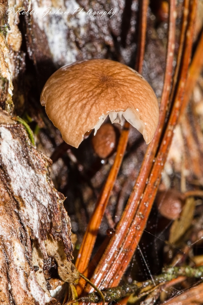 pinwheel family from 141 State Highway 1, Waitahanui 3378, New Zealand ...