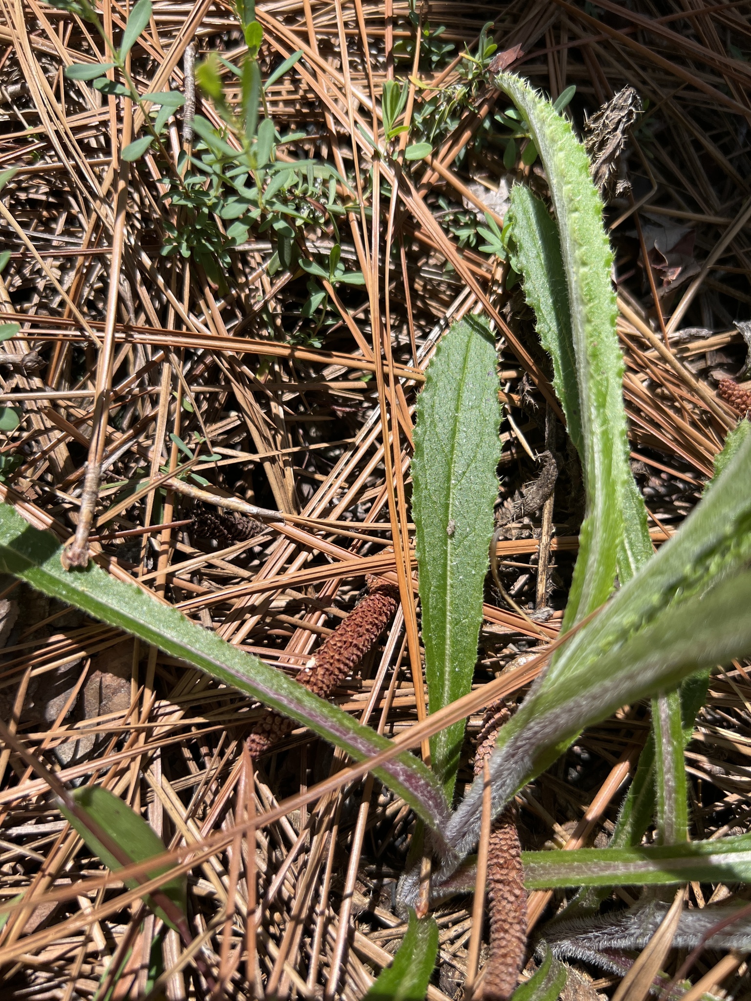 Cirsium repandum Michx.