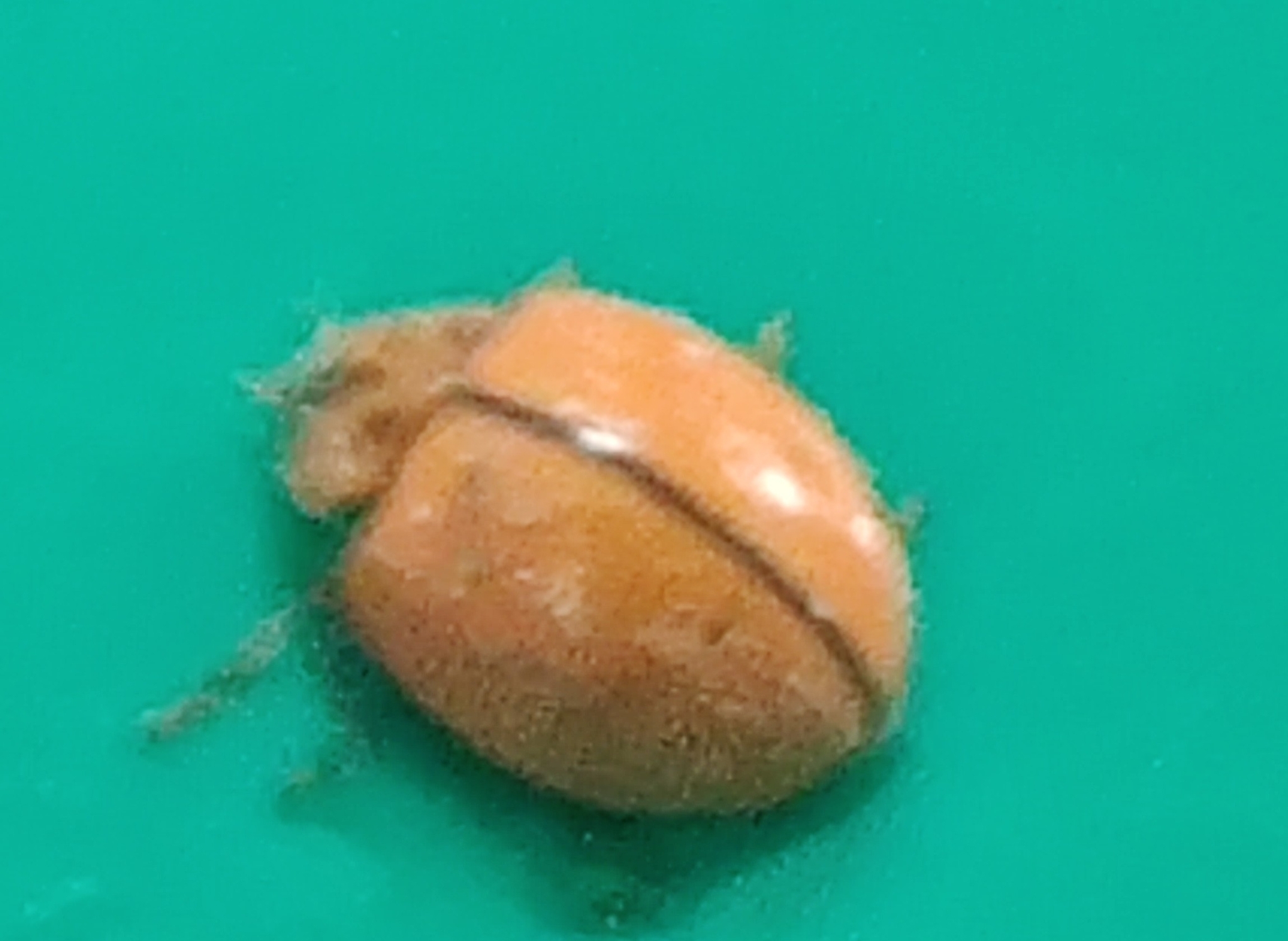 Micraspis discolor (Fabricius, 1798)