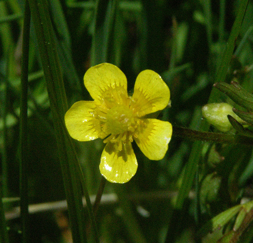 macoun's buttercup (Plants of Gros Morne National Park (Guide 3) | Les ...