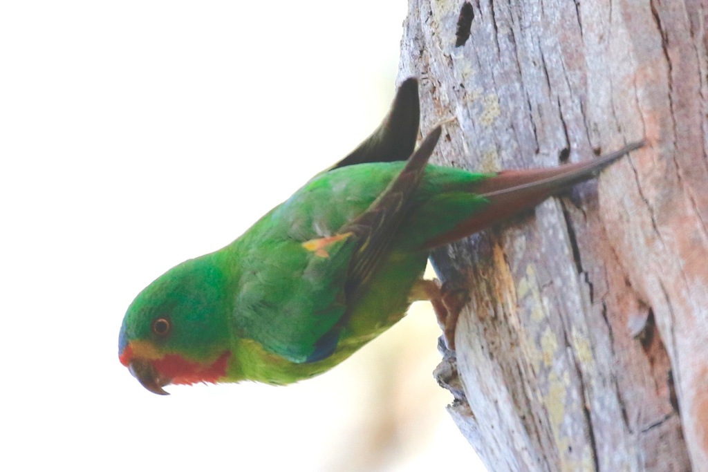 Swift Parrot (Life at Liptrap) · iNaturalist