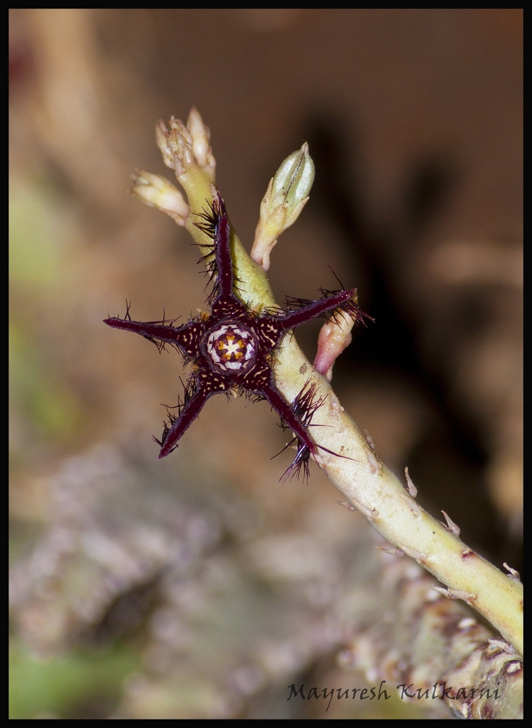Caralluma adscendens fimbriata from Maharashtra 412303, India on July ...