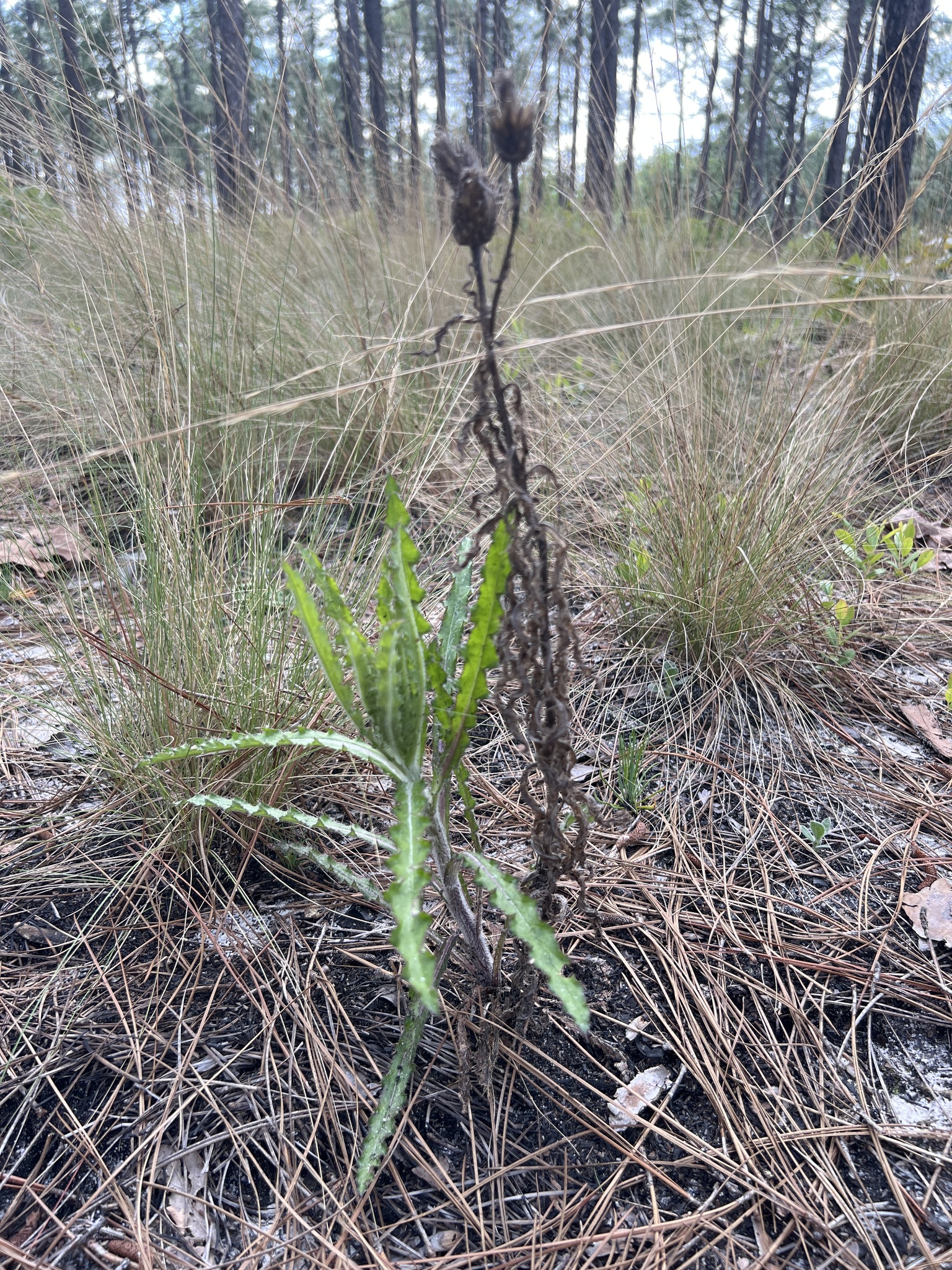 Cirsium repandum Michx.